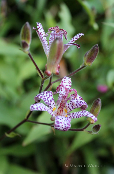 Three Dogs in a Garden: Making the most of Shade through the Seasons: A ...