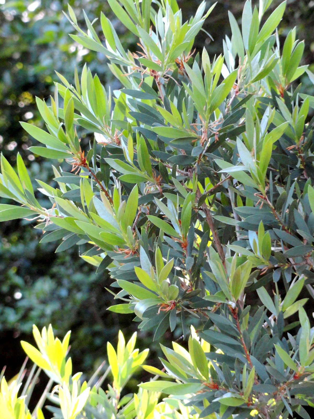 danger garden: Foliage Follow-up, contrasts. Small soft leaves and ...