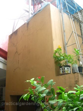 Practical Gardening: DIY Mini-Gutters to Collect Rain Water