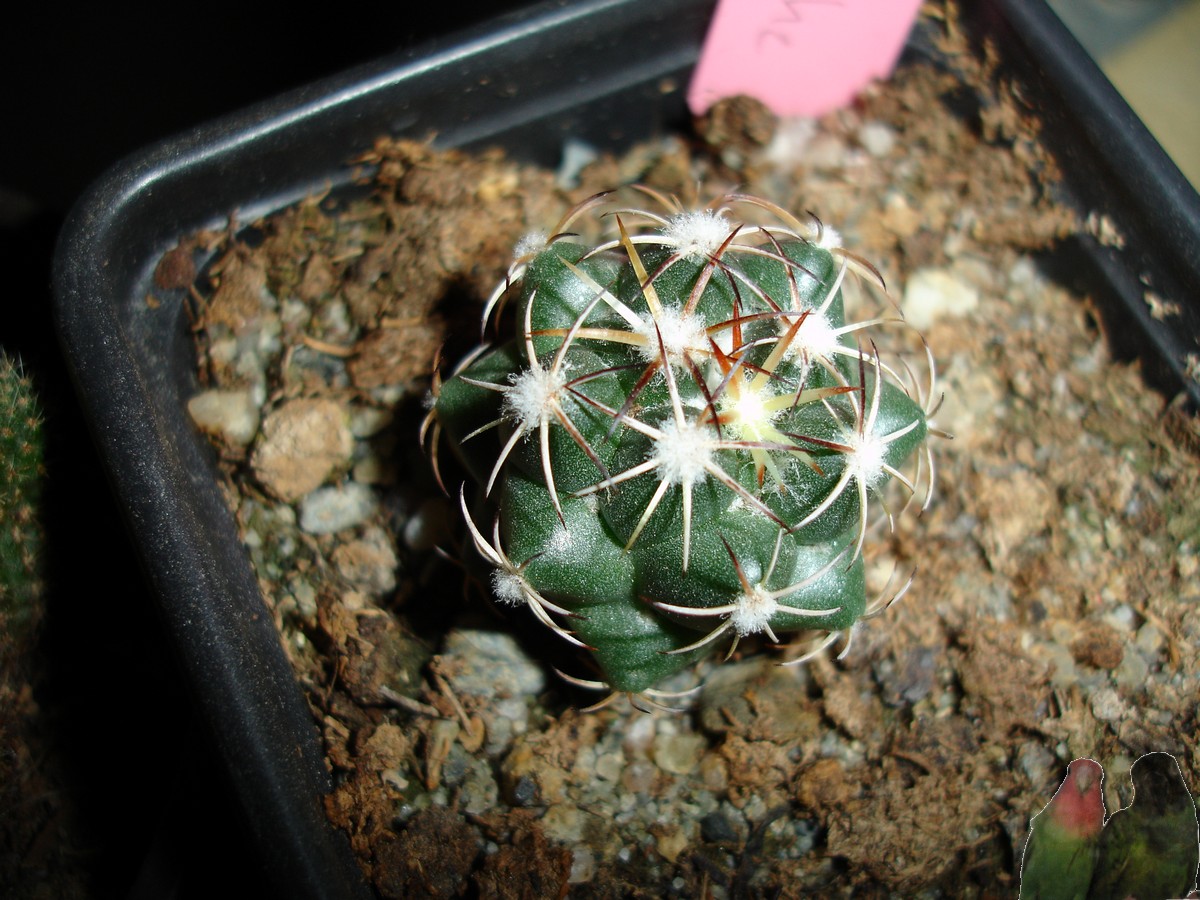 Coryphantha tripugionacantha