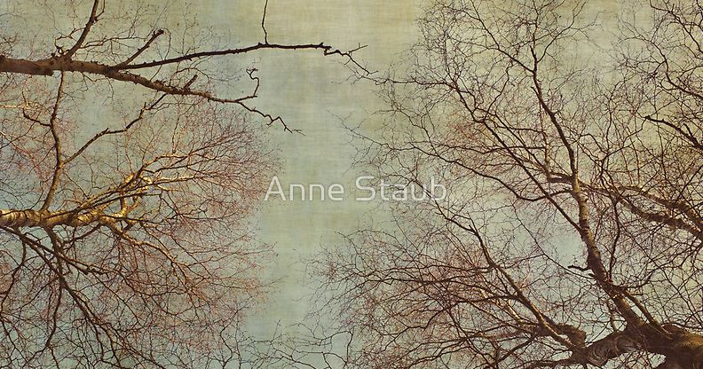 Anne Staub Photography: Trees and ideas