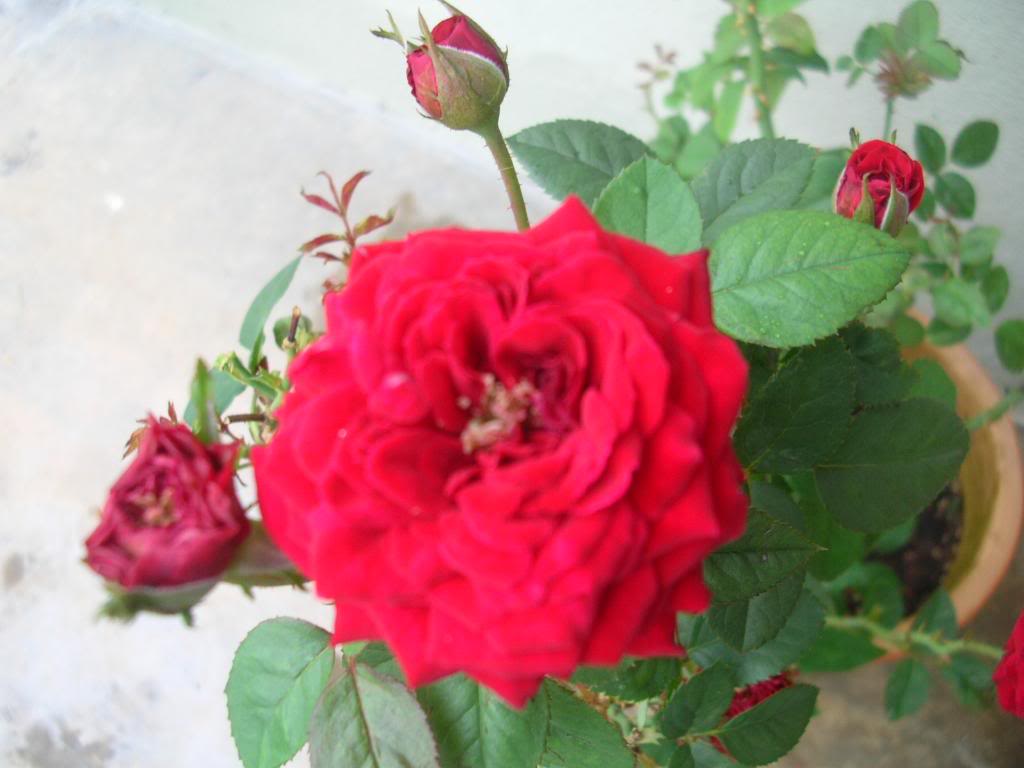 PR 1 PA 29 resenhasealgomais: Merawat Untuk Roses Benar