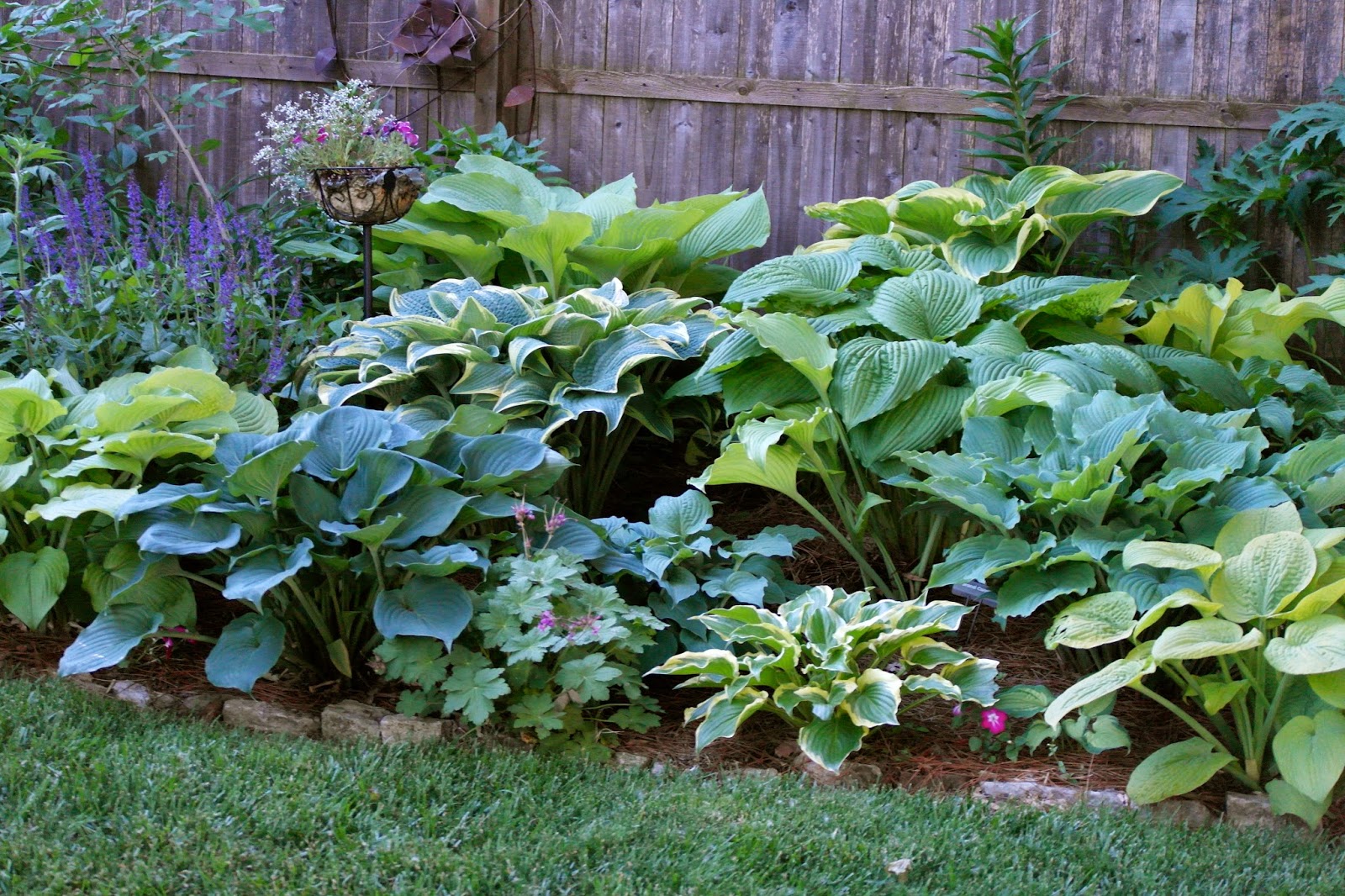 Cheesehead Gardening: Midwest Hosta Convention starting this week