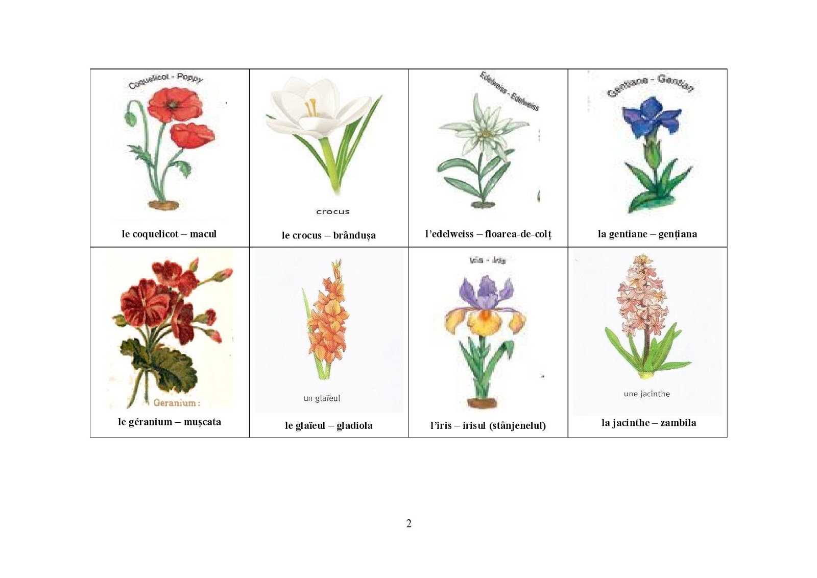 Le français utile: Les Fleurs (vocabulaire)