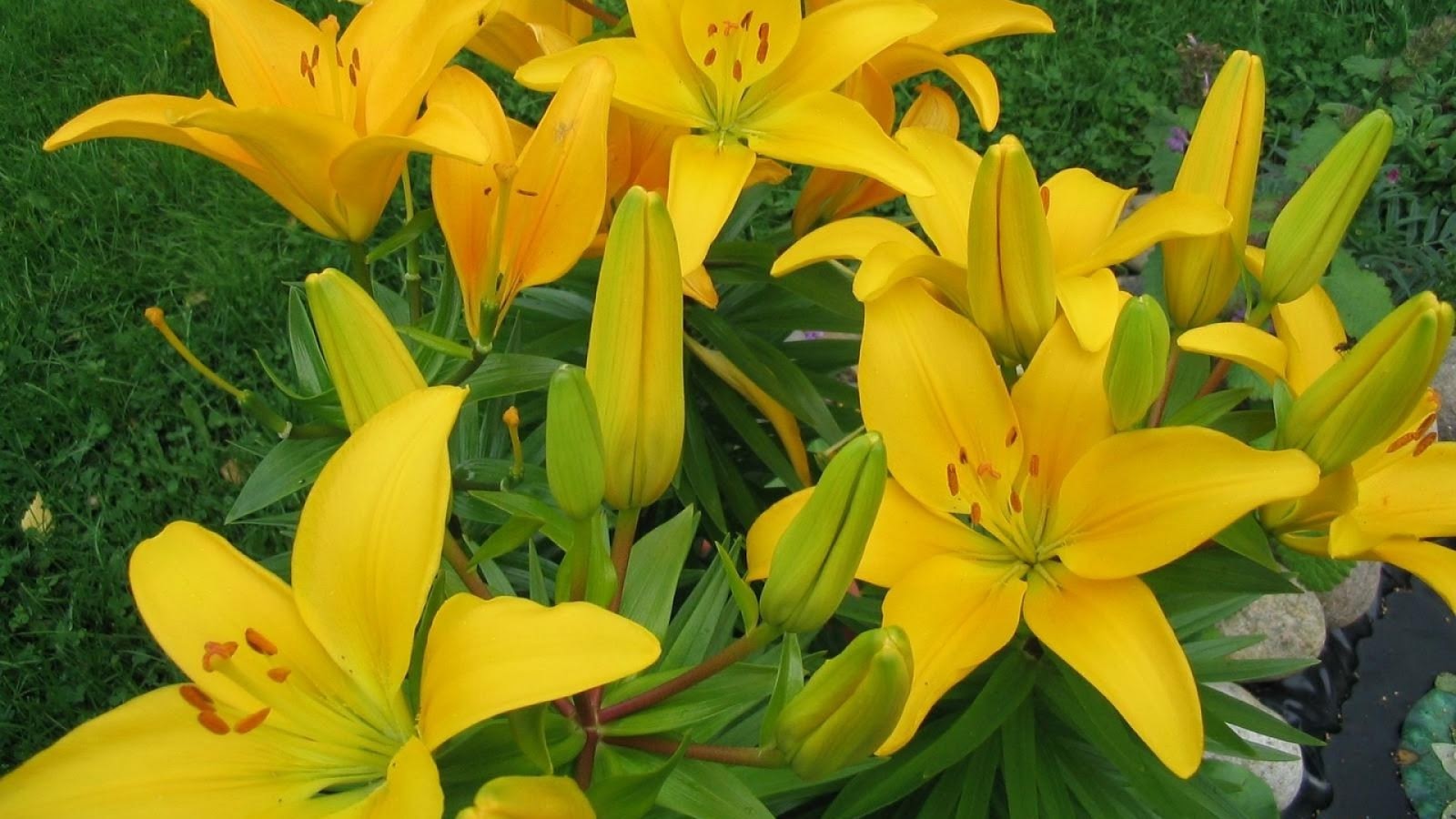 Yellow lily