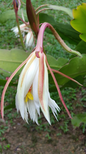 Warisan Petani: Pokok Bunga Bakawali