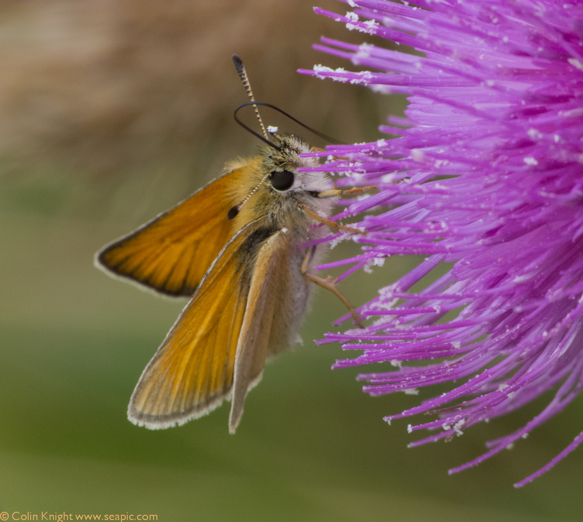 Postcards from Sussex: Essex and Small Skippers at Pagham Harbour