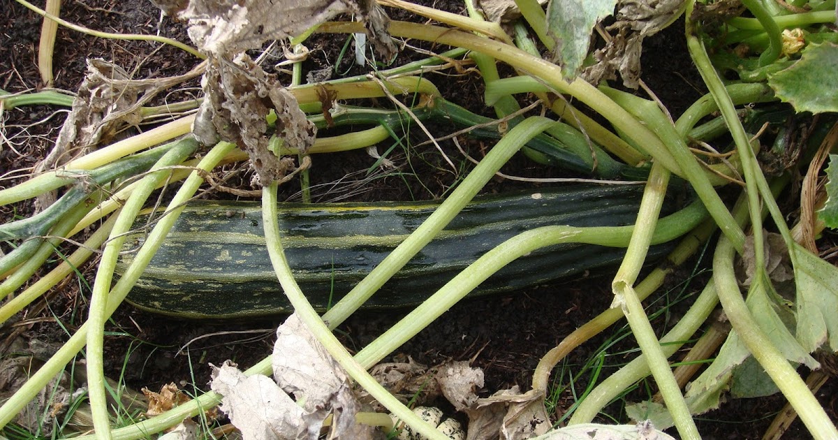 Veg patch from scratch: What to do with a tough, oversized courgette