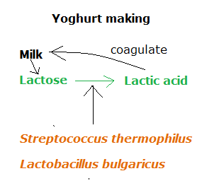 # 36 Using microorganism in making yoghurt and single cell protein ...