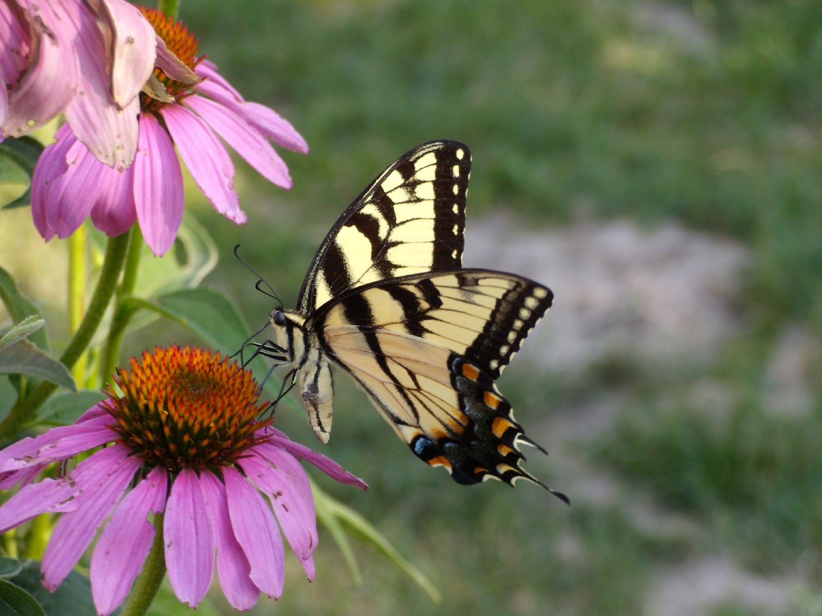 Procraftination: One Butterfly