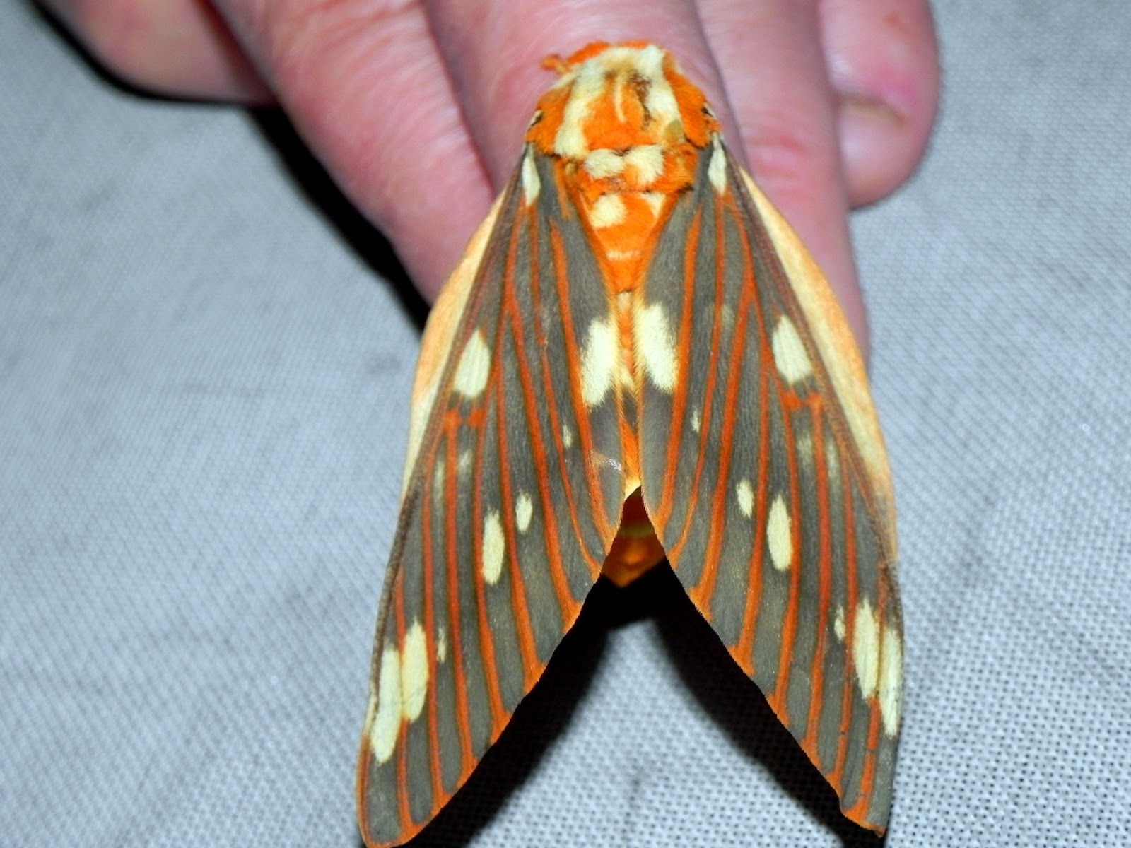 Gone Walkabout 2: A Visit from a Regal Walnut Moth