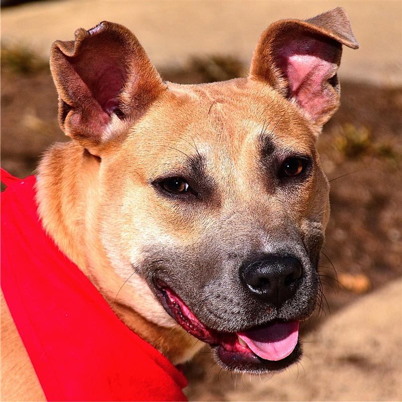 Friday's Friend! Dog Adoption, Homeless Animals Rescue Team | from the ...