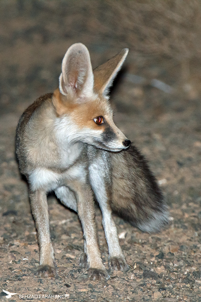TO SEE OR NOT TO SEE: Sand Fox (Ruppell's Fox) / روباه شنی