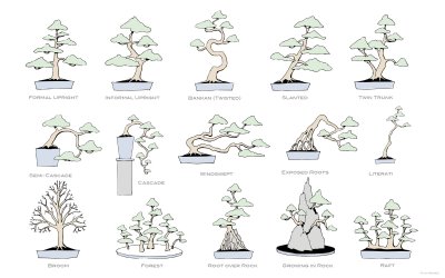 ornamental plant: Style of Bonsai