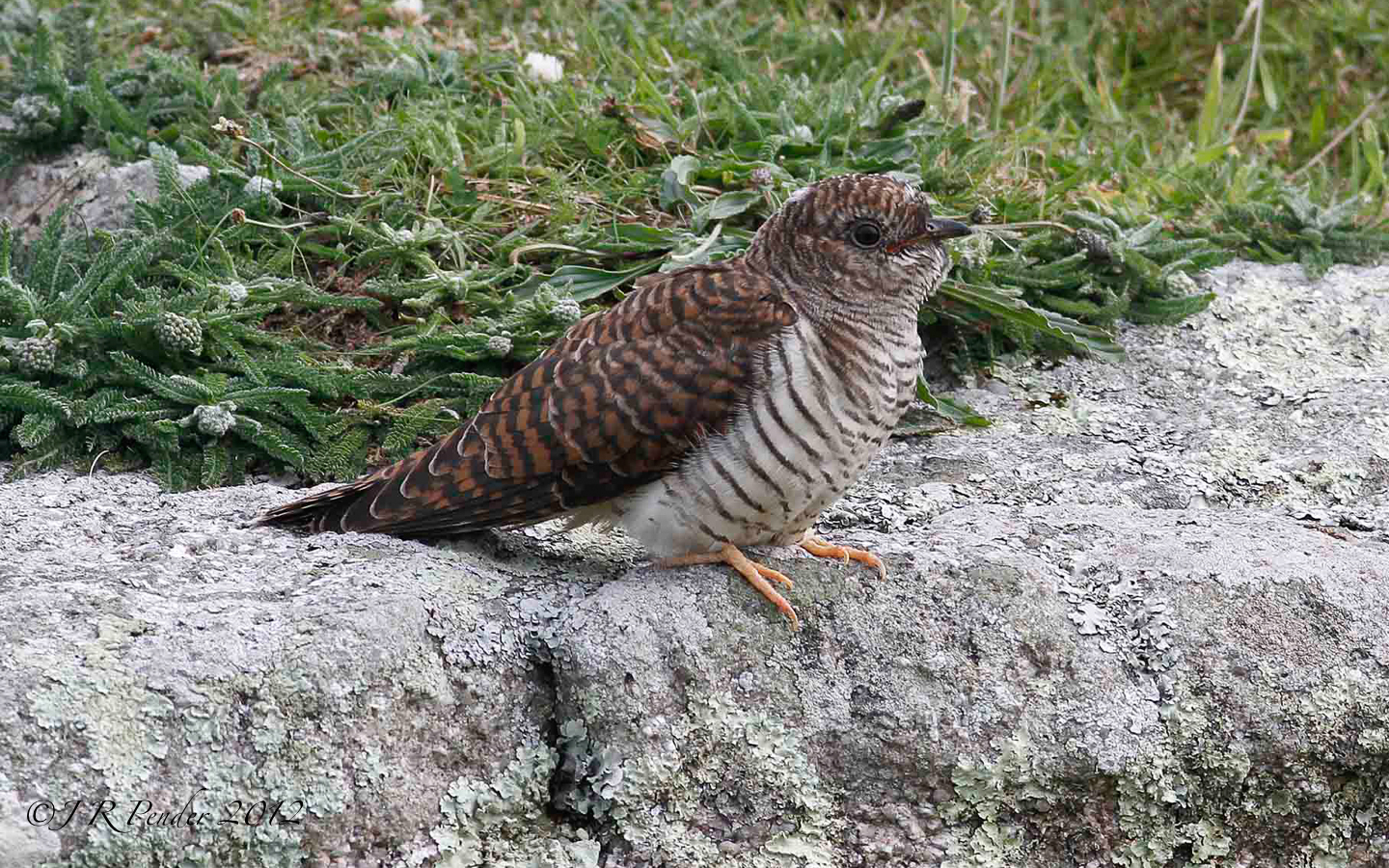 Joe Pender Wildlife Photography: Juvenile Cuckoo