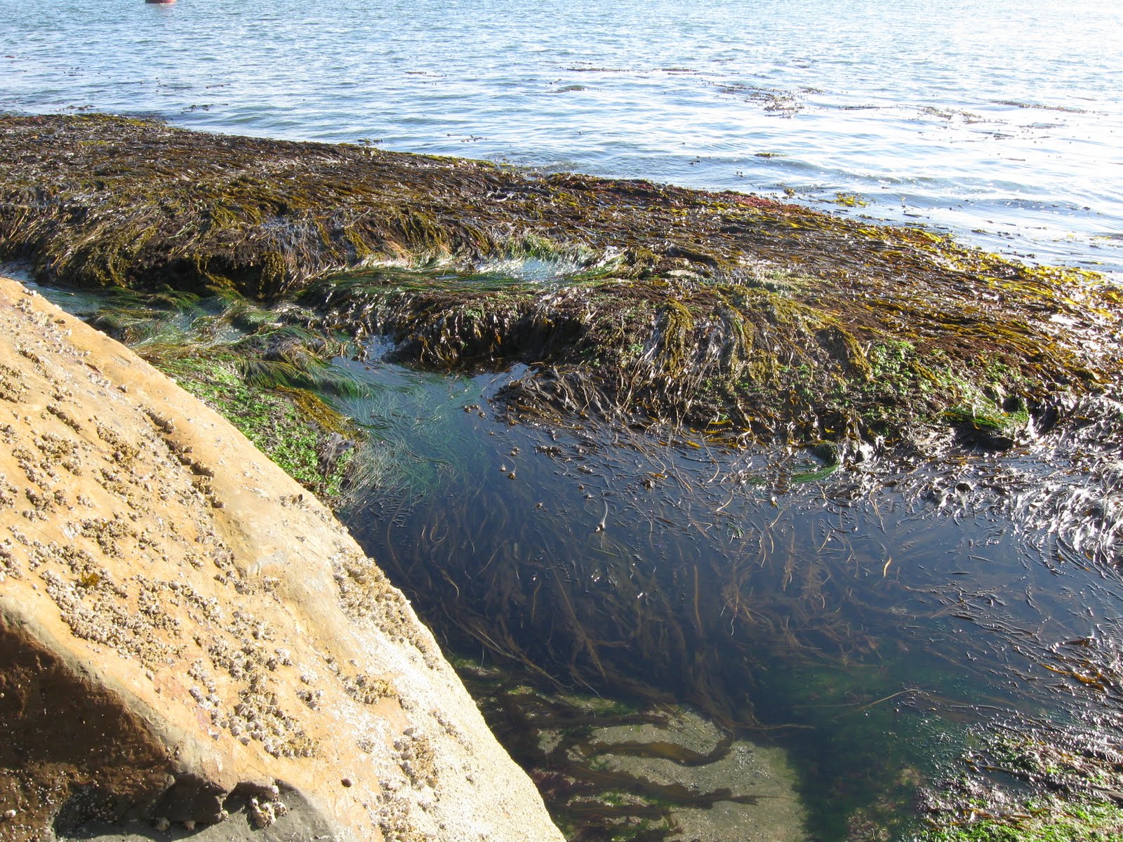 From the Shadow of the Tetons: Visit to the Oregon Institute of Marine ...