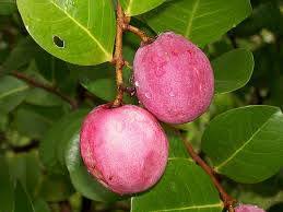 Santa Marta, sus especies vegetales : ICACO (Chrysobalanus icaco L.)