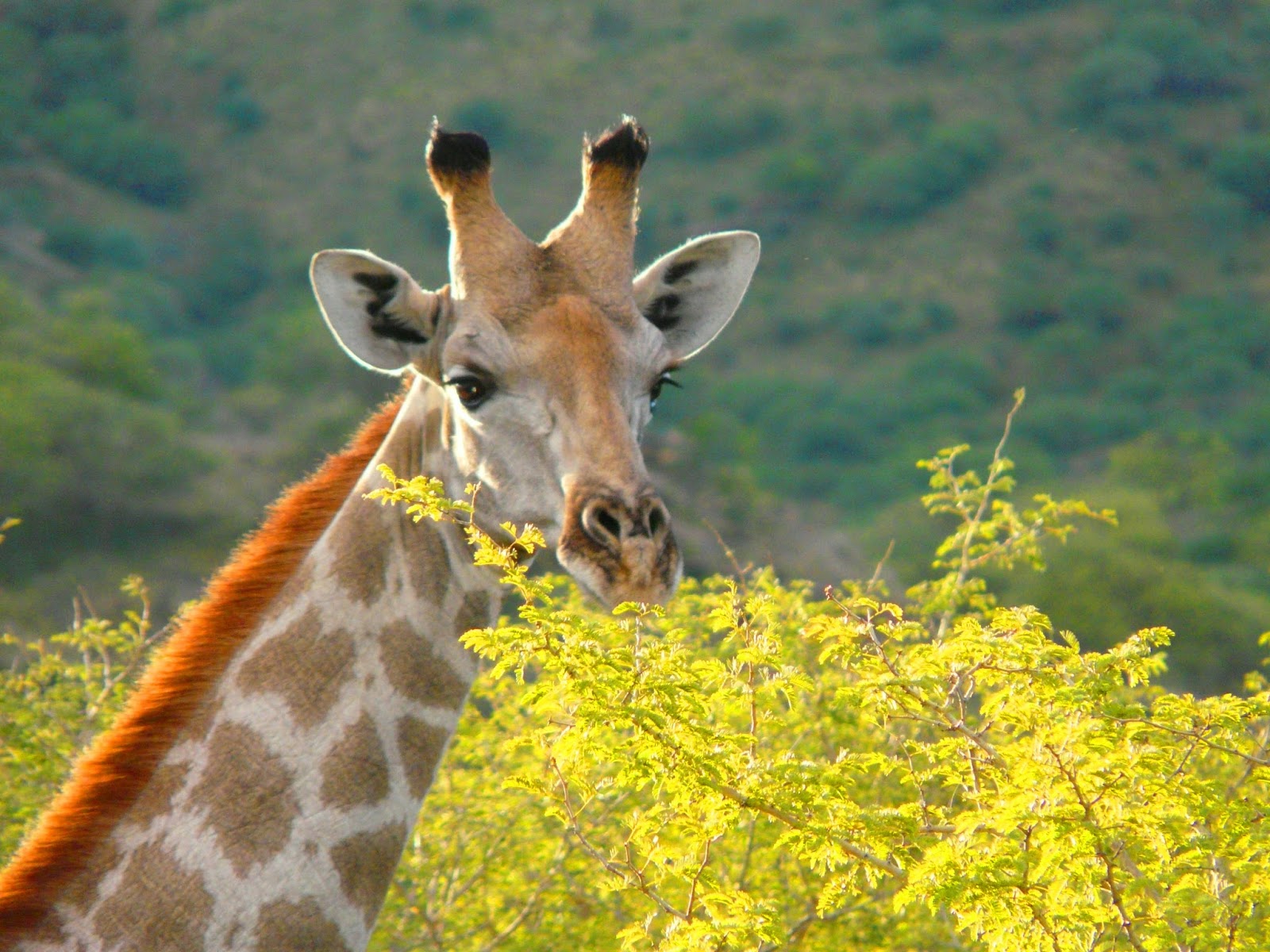 ps-pictureshop: Giraffen, Zürafalar,girafes, kameelperde, gjirafat