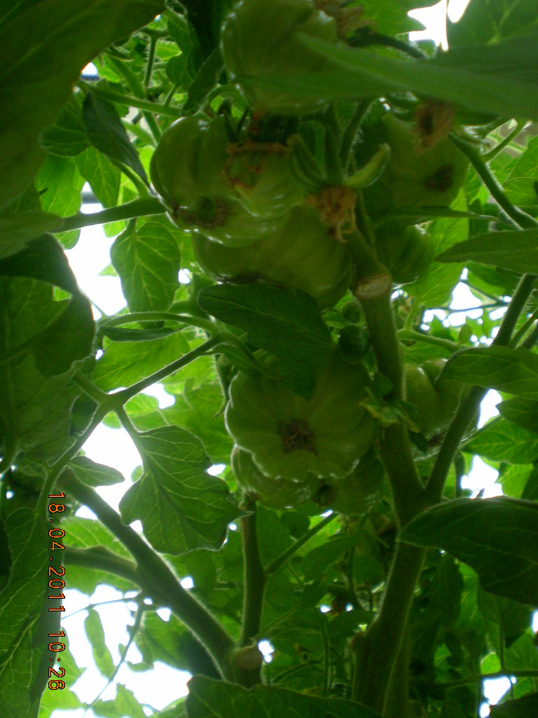 BALKONDA TOPRAKSIZ TARIM: Pembe Domates