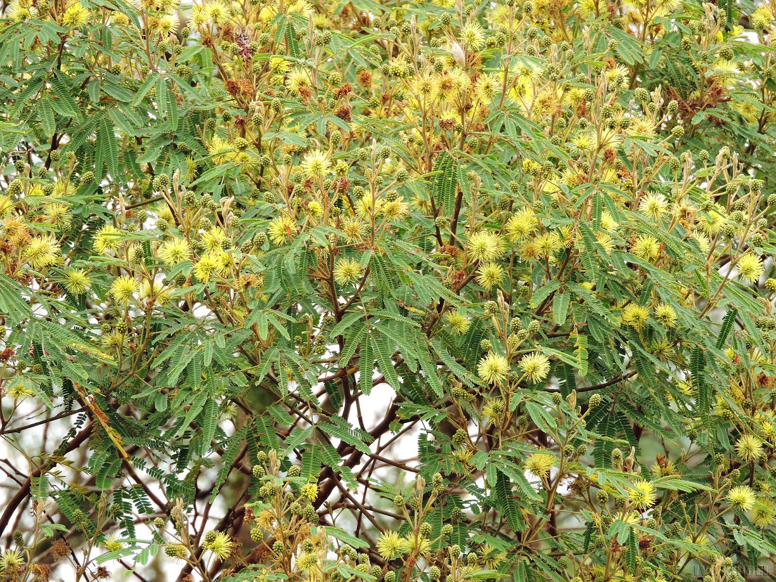 BUTZKE AGRÍCOLA E FLORESTAL - TAIÓ/SC: Mimosa scabrella (Bracatinga)