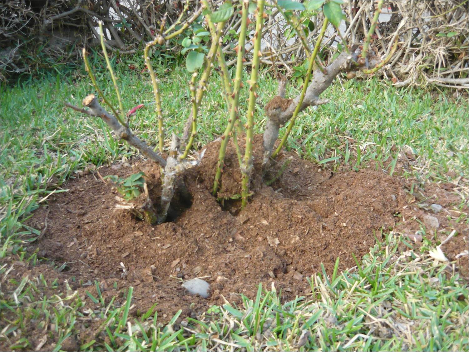 ALTERNATIVA ECOLÓGICA: ¿CÓMO SE DEBE UTILIZAR EL ASERRÍN EN EL BIOHUERTO?