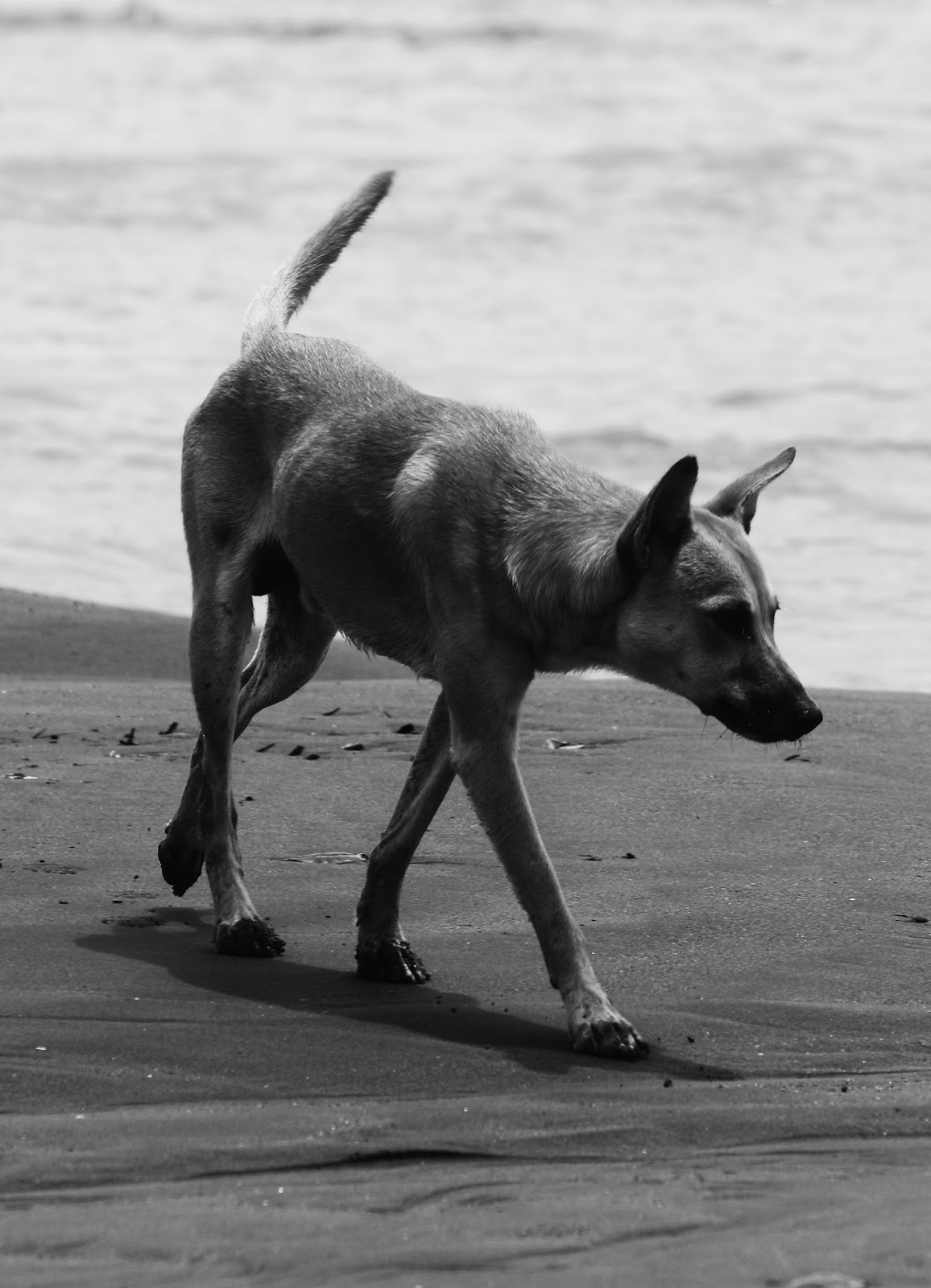 FOTOS DE TRIUNFO ARCINIEGAS: La Bocana 2016 / Perro flaco