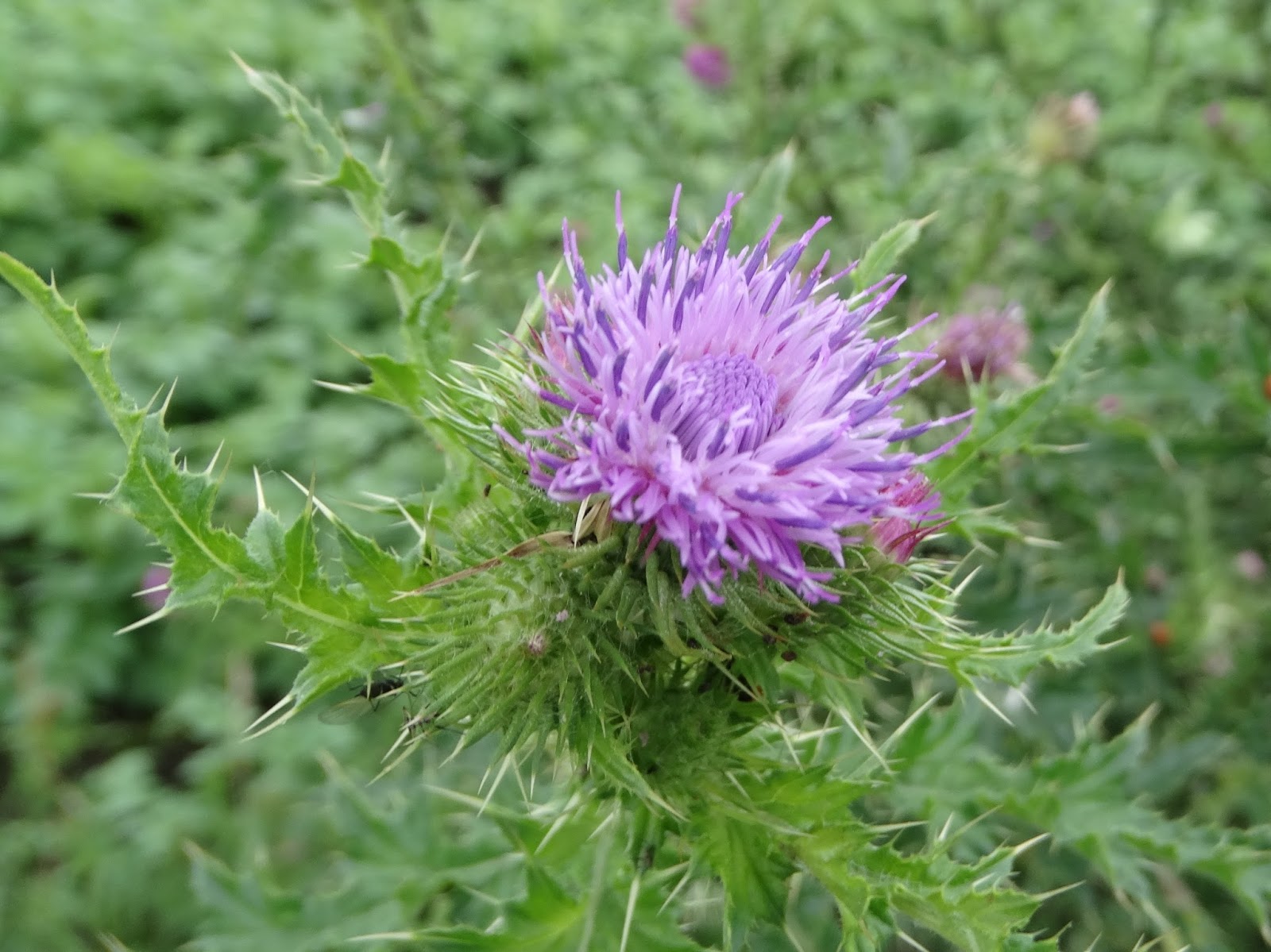 oog voor de natuur: Akkerdistel bloeit