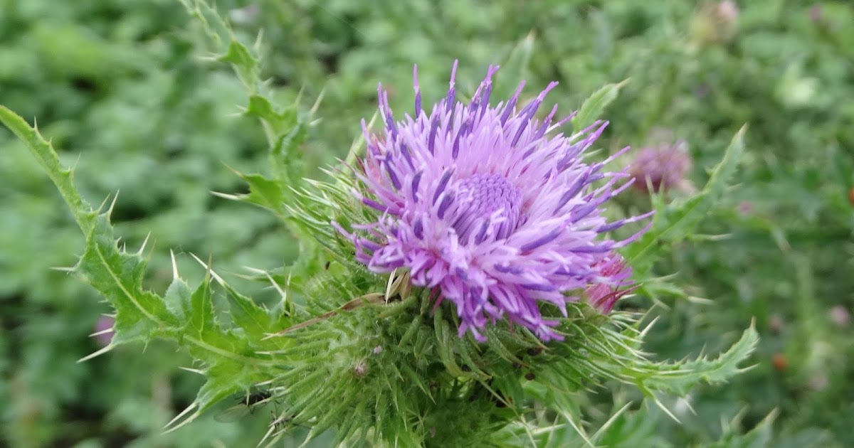 oog voor de natuur: Akkerdistel bloeit