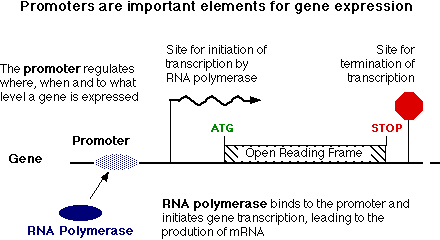 EC Honors Biology: Translation... day one..... brace yourself!!!!