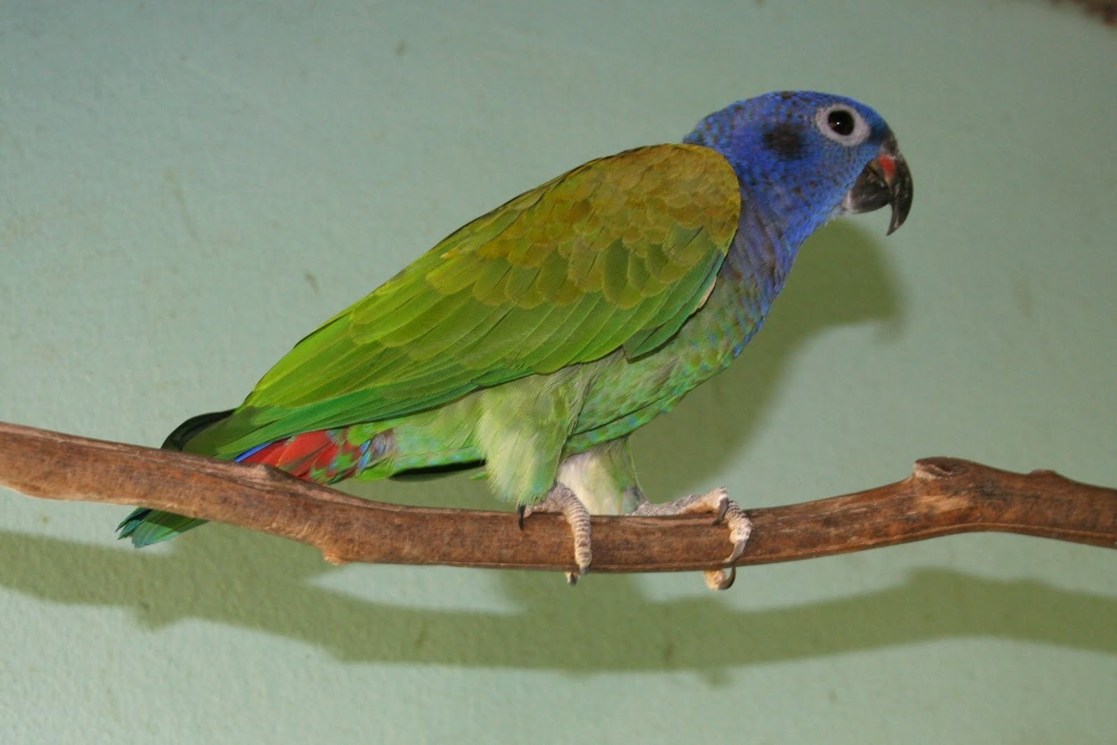 CRIADOURO MANDARIM: Maritaca-de-cabeça-azul (Pionus menstruus)