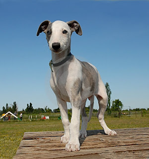 Puppy Dog Breeds Photos