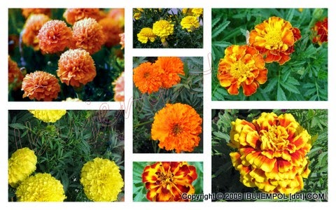 Bunga ? 15 Bunga Tercantik Indonesia - bukan.info - Bospedia