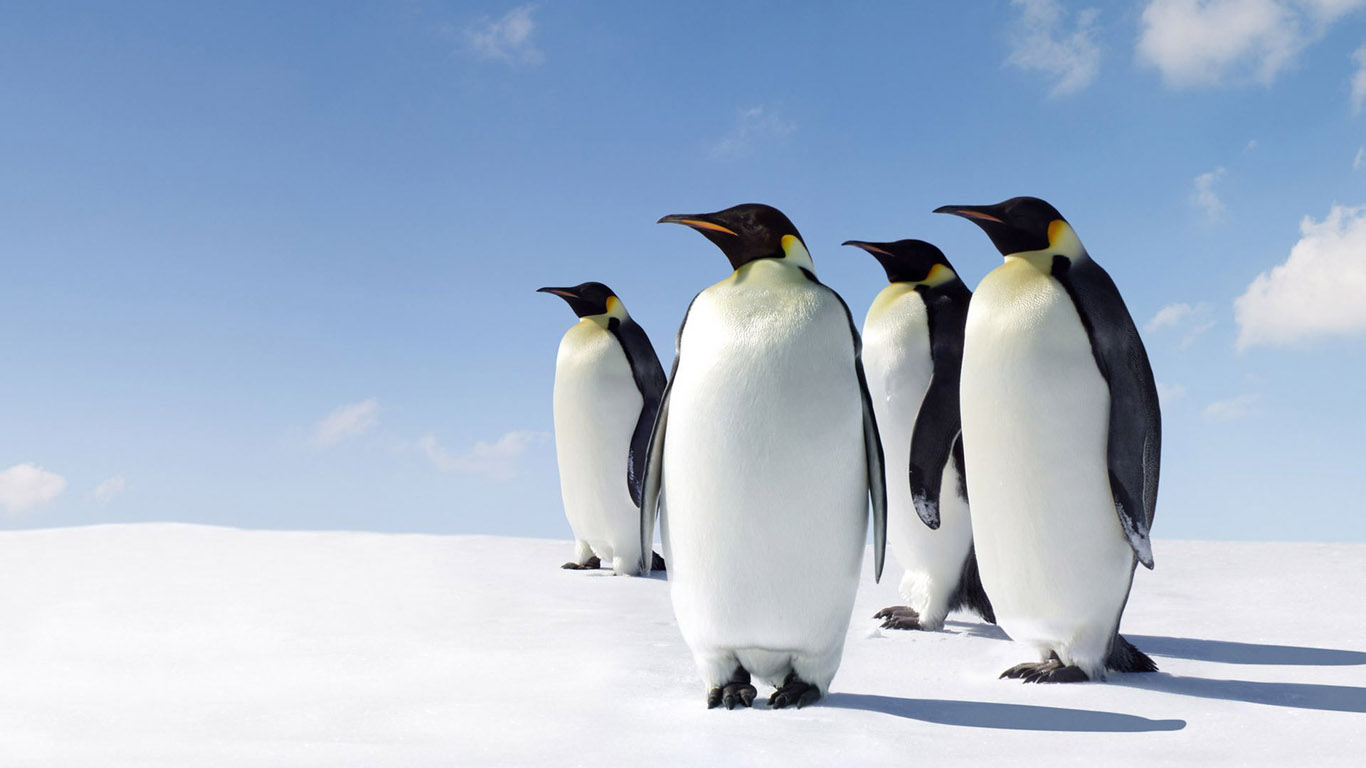 INDIA PHOTO GALLERY: Stunning Animals HD Wallpapers 2