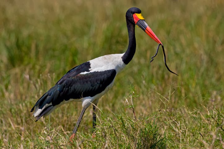 Saddle Billed Stork Bird - Pets