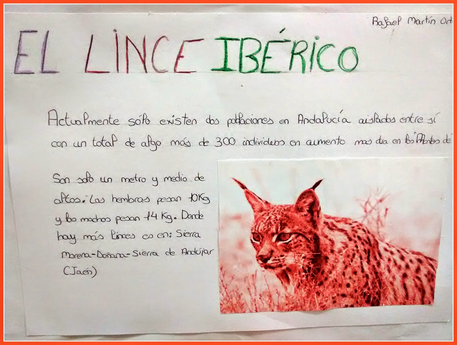 CEIP SIERRA ARANA: EL LINCE IBÉRICO Y EL BURRO