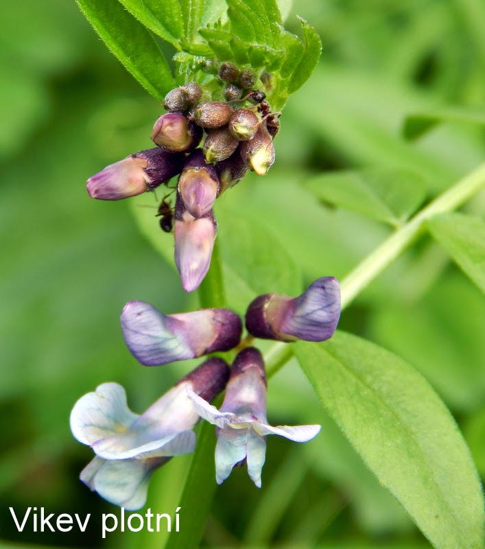 Bylinky ze Salaše: Vikev plotní