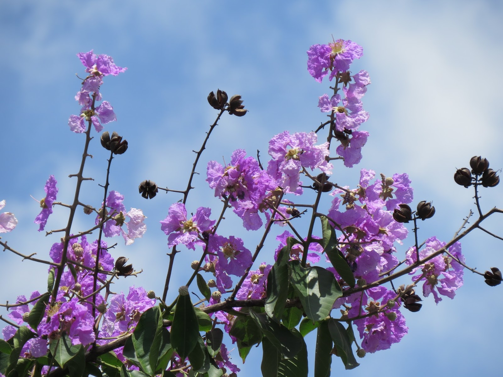 maiabird's brain: Let's Give Philippine Trees a Chance!