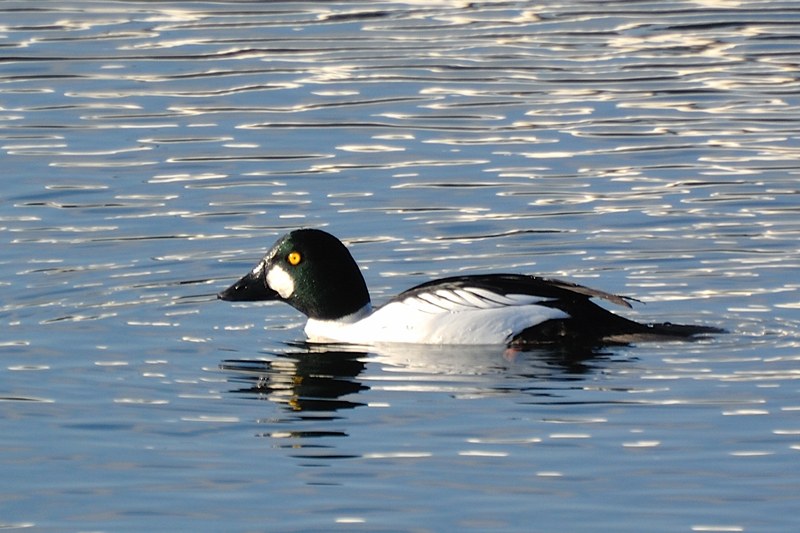 Knuts fugleblogg: Kvinand (Bucephala clangula) - hann