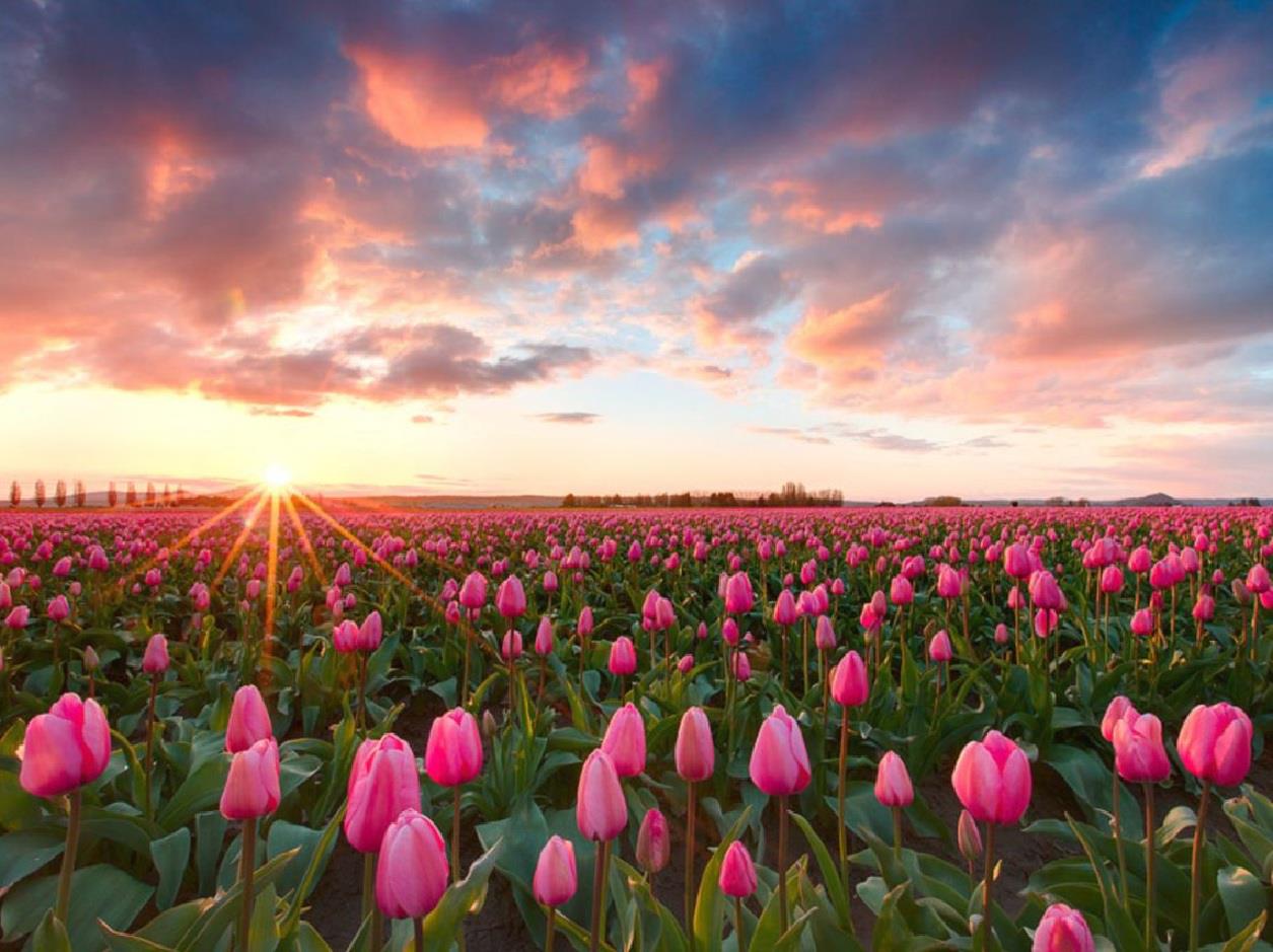 enqis blogi: გაზაფხულის პეიზაჟები.