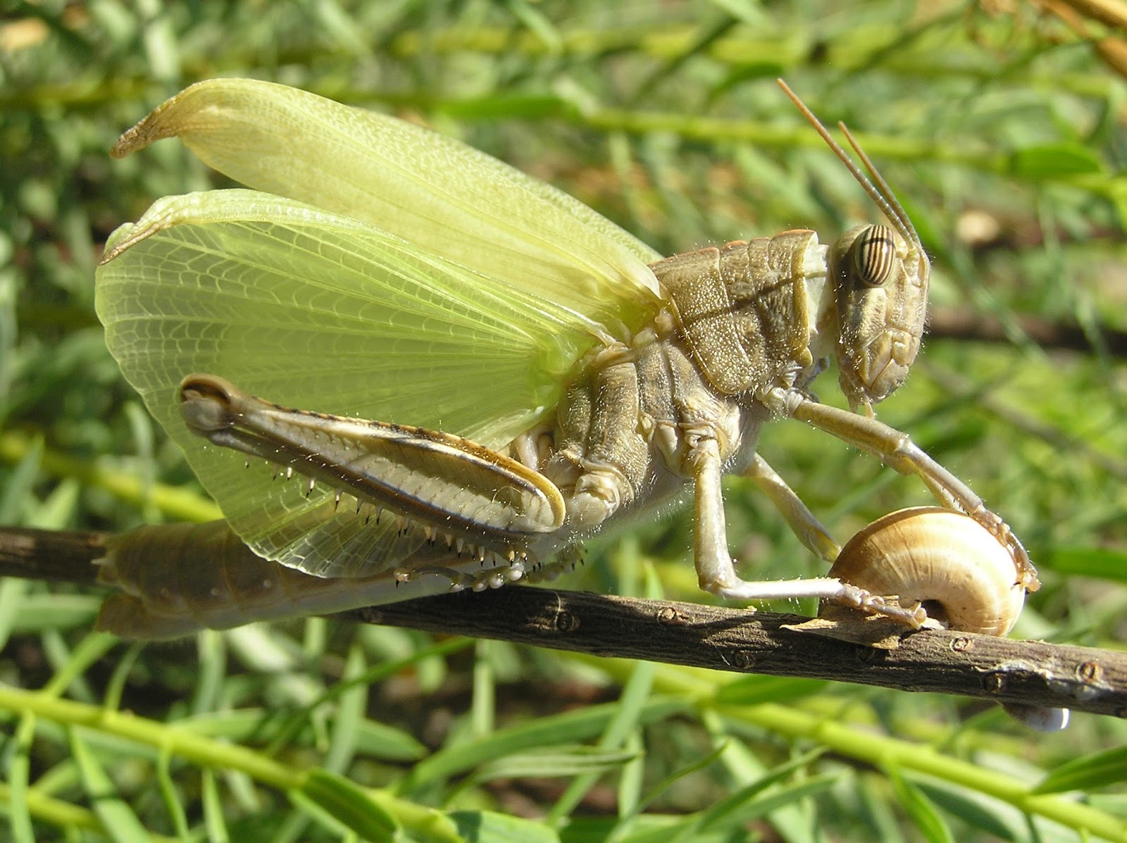 Alma biológica: La langosta egipcia