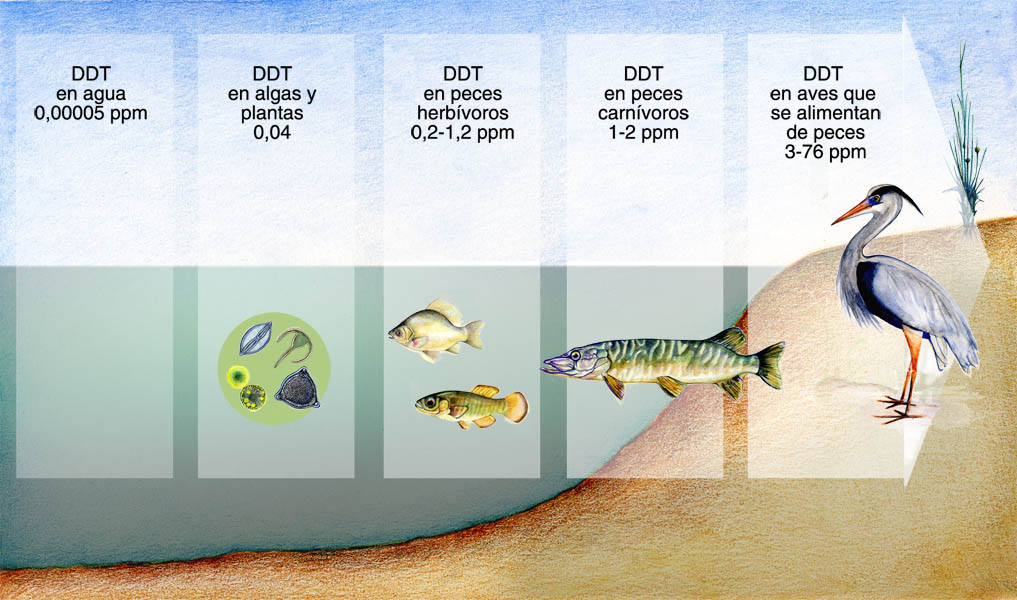 Ciencias en el CIC: BIOACUMULACIÓN