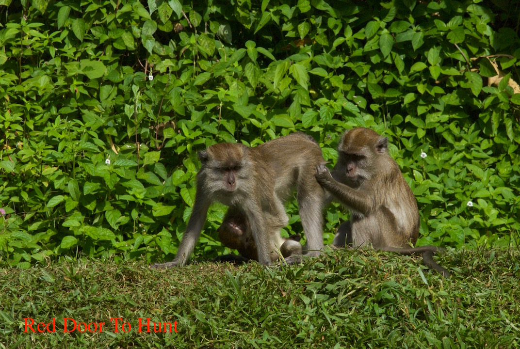 RED Door To Hunt: Laporan Pemerhatian & Kajian Beruk Kentoi~Macaca ...