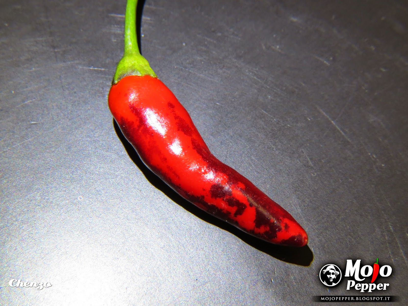 The Mojo Pepper - Just a Chili Pepper grower: Chenzo chili pepper Annuum