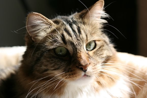 Catsparella: Hank the Cat Vows To Return After Virginia State Senate ...