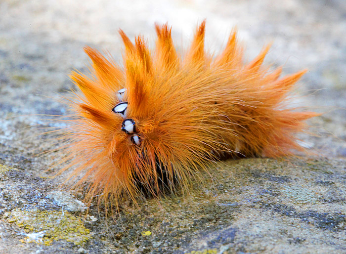 FOTO NATURA HUESCA 2: AHORN RINDENEULE - ORUGA Acronicta aceris Carl ...