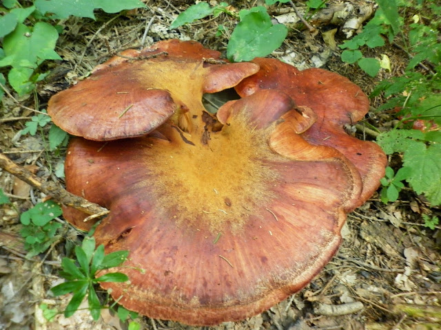 La ciuperci: Limba boului (Fistulina hepatica)