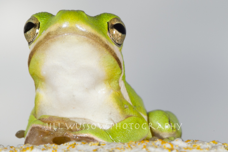 Froggers | Focusing on Wildlife