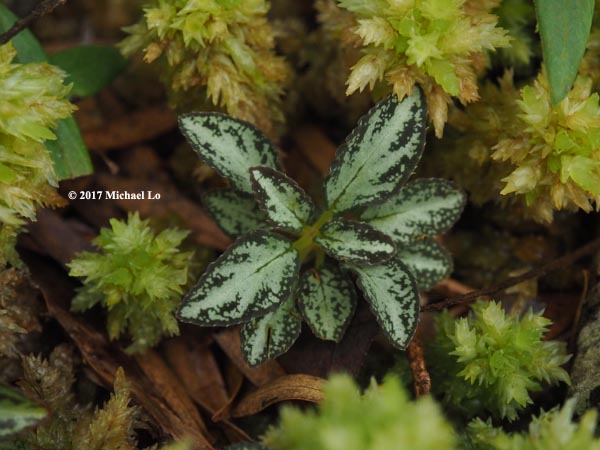The rainforests of Borneo & Southeast Asia: Sandstone mountain of ...