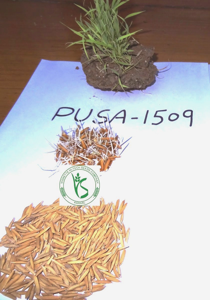 VIGNETTE HI-TECH SEED KARNAL: June 2014