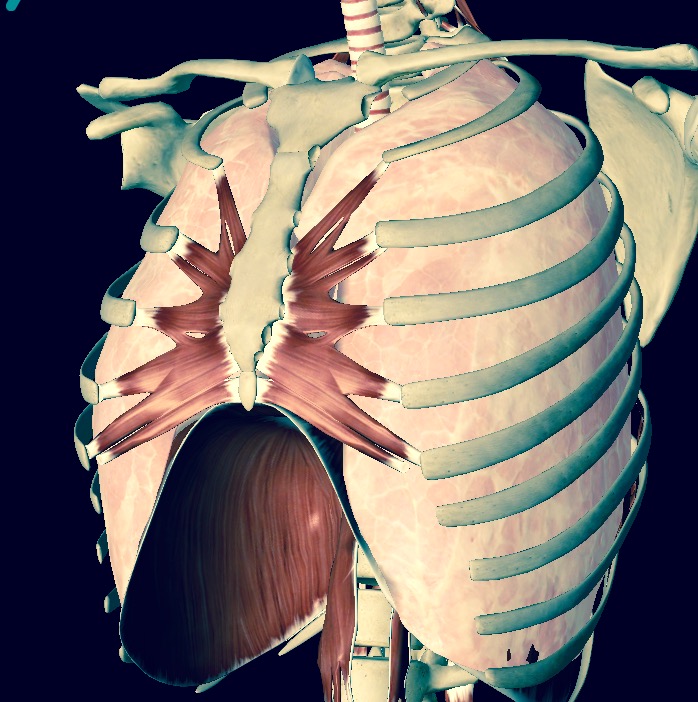 Advanced Thoracic Surgery: EFER-DUMON Series III Bronchoscope (English ...
